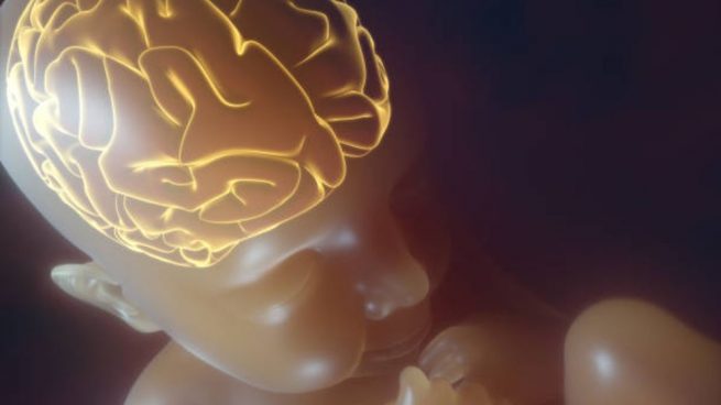 5 Curiosidades Sorprendentes Sobre el Cerebro del Bebé - Dr. Danny Acosta
